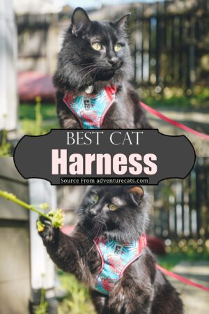 17 DIY Cat Harness Ideas To Train Your Kitties - DIYsCraftsy