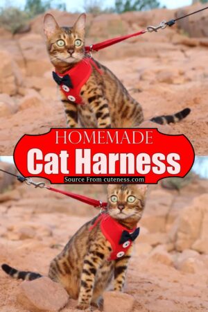 17 DIY Cat Harness Ideas To Train Your Kitties - DIYsCraftsy