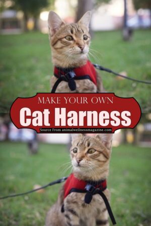 17 DIY Cat Harness Ideas To Train Your Kitties - DIYsCraftsy