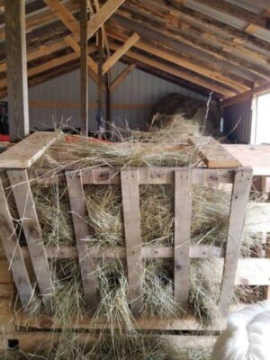 16 DIY Goat Hay Feeder Plans You Can Build Easily - DIYsCraftsy