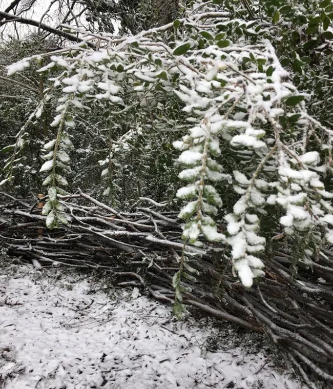 10 DIY Tree Branch Fence Plans - DIYsCraftsy