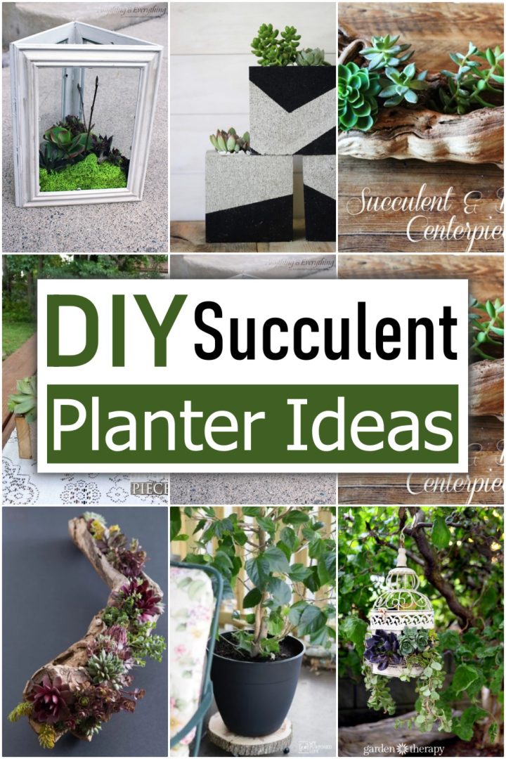 15 DIY Succulent Planter Ideas For Indoor & Outdoor - DIYsCraftsy