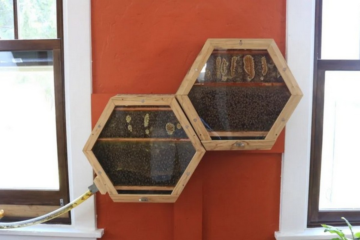 10 DIY Beehive Plans For Indoor Decorations - DIYsCraftsy