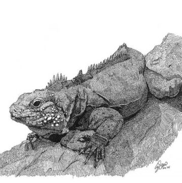 25 Lizard Drawing Ideas - How to Draw a Lizard - DIYsCraftsy