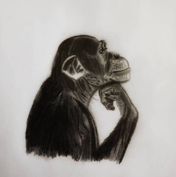 22 Monkey Drawing Ideas - How To Draw Monkey - DIYsCraftsy