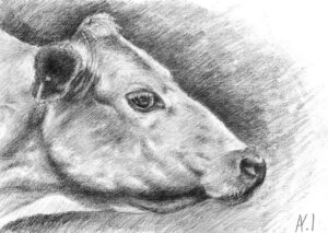 22 Cow Drawing Ideas For Beginners - DIYsCraftsy