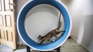 20 Best DIY Cat Wheel Plans For Felines Excercise - DIYsCraftsy