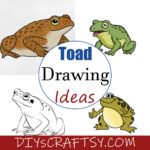 14 Easy Toad Drawing Ideas - How To Draw Toad - DIYsCraftsy