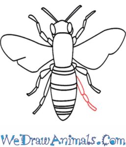 20 Bee Drawing Ideas - How To Draw Bee - DIYsCraftsy