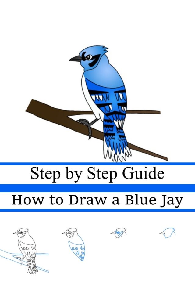 15 Blue Jay Drawing Ideas For Bird Drawing Collection - DIYsCraftsy
