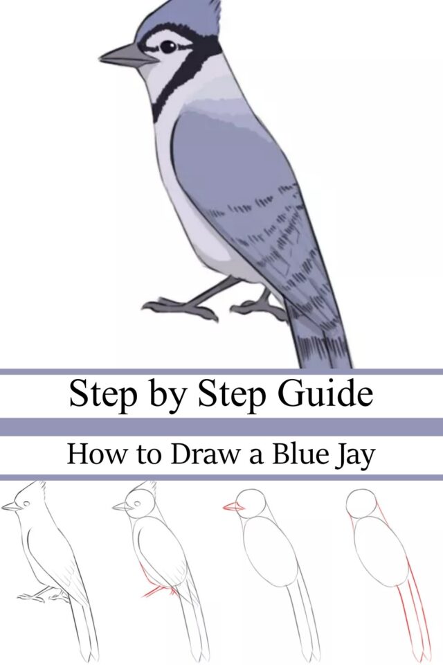 15 Blue Jay Drawing Ideas For Bird Drawing Collection - DIYsCraftsy