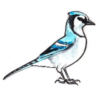 15 Blue Jay Drawing Ideas For Bird Drawing Collection - DIYsCraftsy