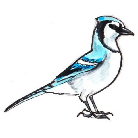 15 Blue Jay Drawing Ideas For Bird Drawing Collection - DIYsCraftsy