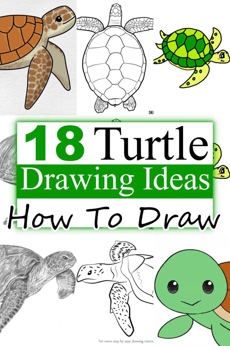 18 Turtle Drawing Ideas - How To Draw Turtle - DIYsCraftsy