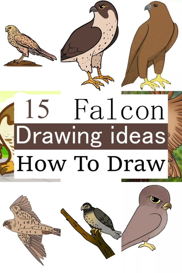 15 Falcon Drawing Ideas - How To Draw Falcon - DIYsCraftsy