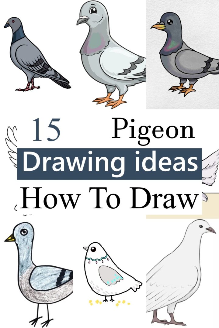 15 Pigeon Drawing Ideas - How To Draw Pigeon - DIYsCraftsy