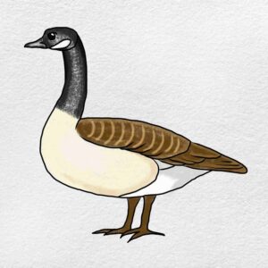 15 Goose Drawing Ideas - How To Draw Goose - DIYsCraftsy