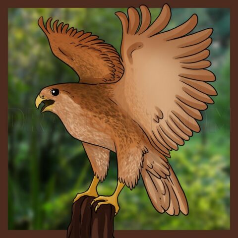 15 Falcon Drawing Ideas - How To Draw Falcon - DIYsCraftsy