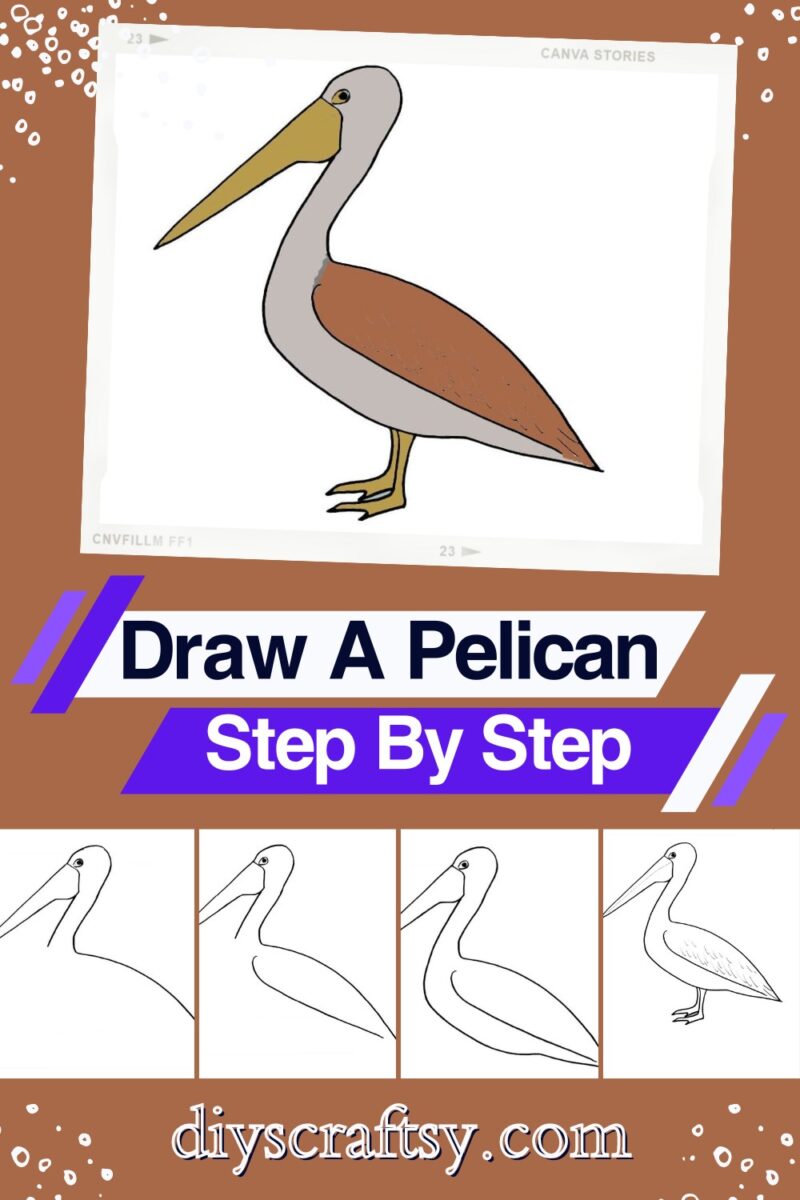 15 Pelican Drawing Ideas - How To Draw Pelican - DIYsCraftsy