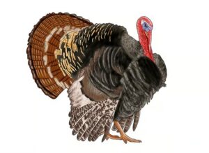 20 Turkey Drawing Ideas - How To Draw Turkey - DIYsCraftsy