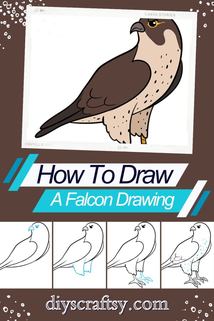 15 Falcon Drawing Ideas - How To Draw Falcon - DIYsCraftsy