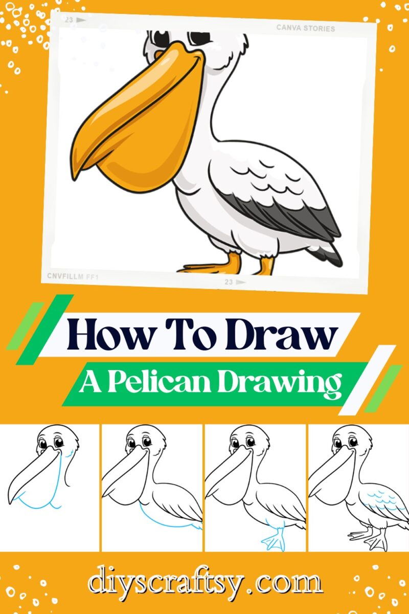 15 Pelican Drawing Ideas - How To Draw Pelican - DIYsCraftsy