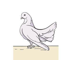 15 Pigeon Drawing Ideas - How To Draw Pigeon - DIYsCraftsy