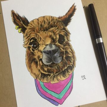 16 Alpaca Drawing Ideas For Kids And Adults - DIYsCraftsy