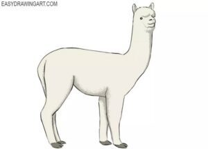 16 Alpaca Drawing Ideas For Kids And Adults - DIYsCraftsy