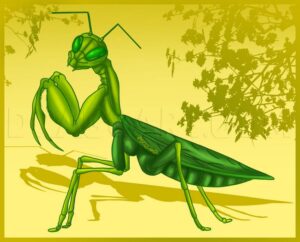 13 Mantis Drawing Ideas- How To Draw A Mantis