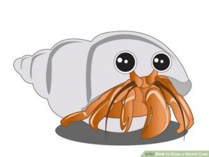 13 Hermit Crab Drawing Ideas - How To Draw Crab - DIYsCraftsy