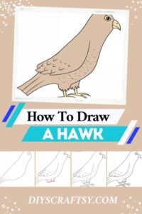 16 Best Hawk Drawing Ideas- How To Draw the Hawk