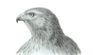 16 Best Hawk Drawing Ideas- How To Draw the Hawk